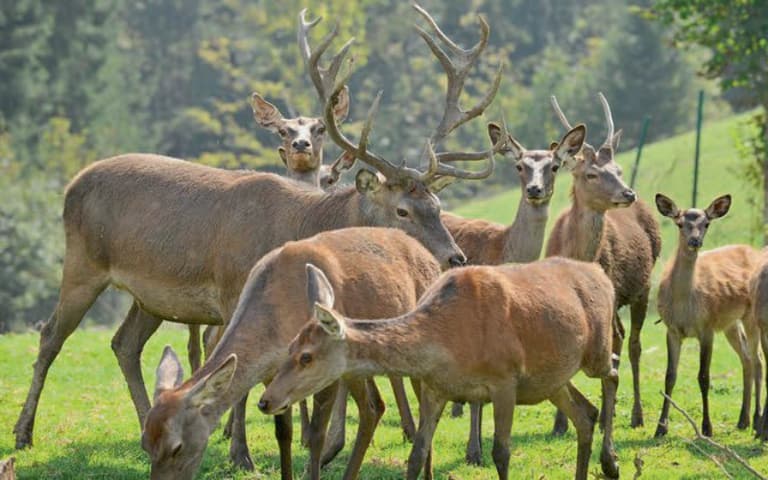 Hansi Hinterseer - Die exklusive Fanreise! | car-tours.ch on Cyon